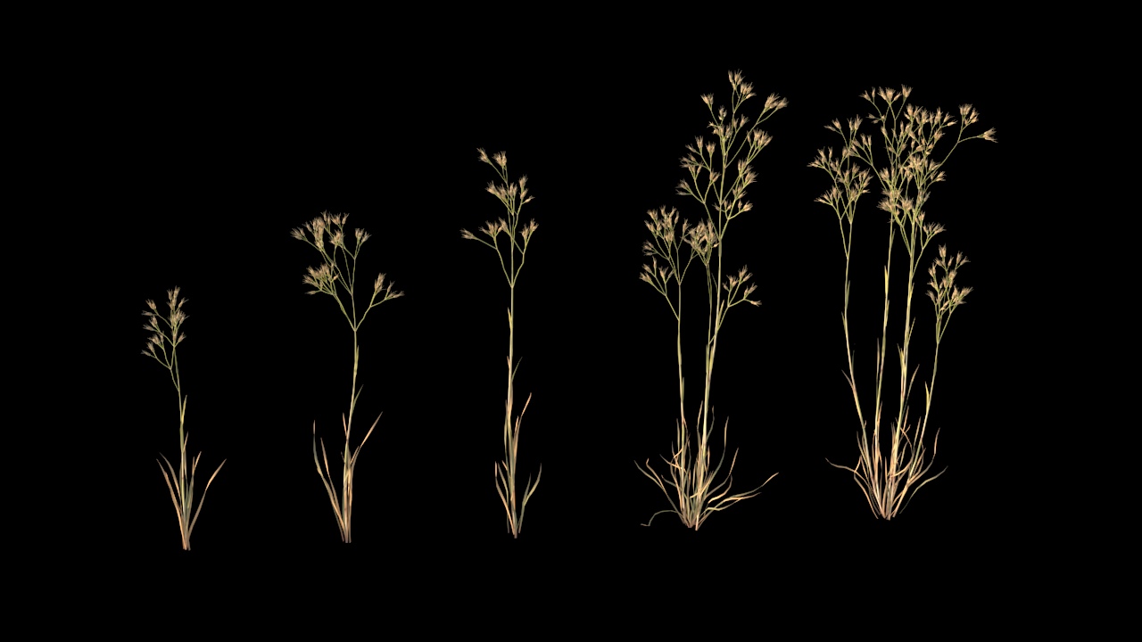 Real Grass - 3D grass models for Architectural Visualization by VIZPARK