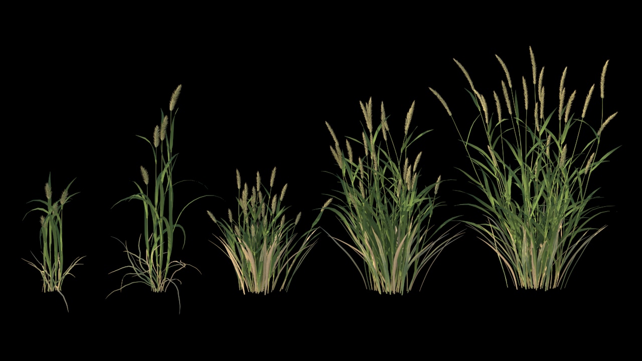 Real Grass - 3D grass models for Architectural Visualization by VIZPARK