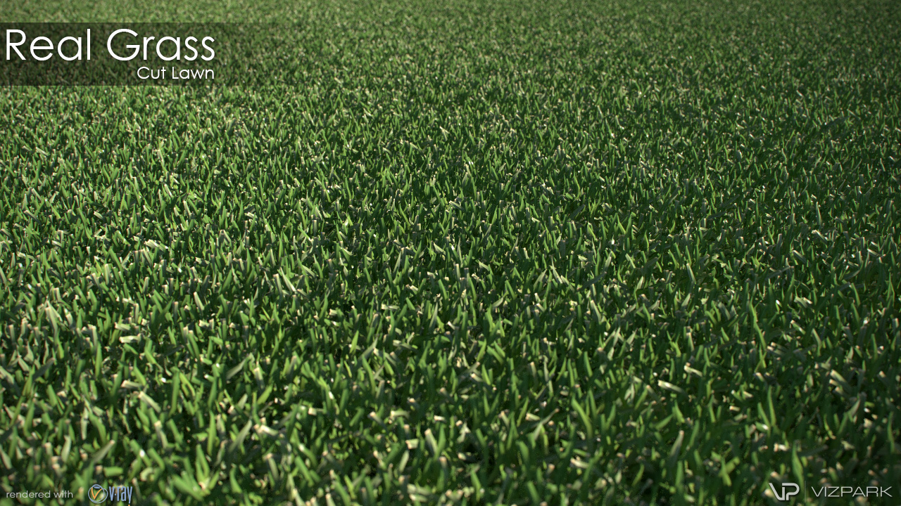 Real Grass - 3D grass models for Architectural Visualization by VIZPARK