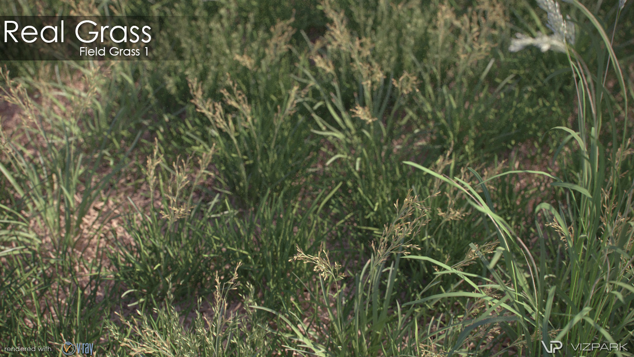 Real Grass - 3D grass models for Architectural Visualization by VIZPARK