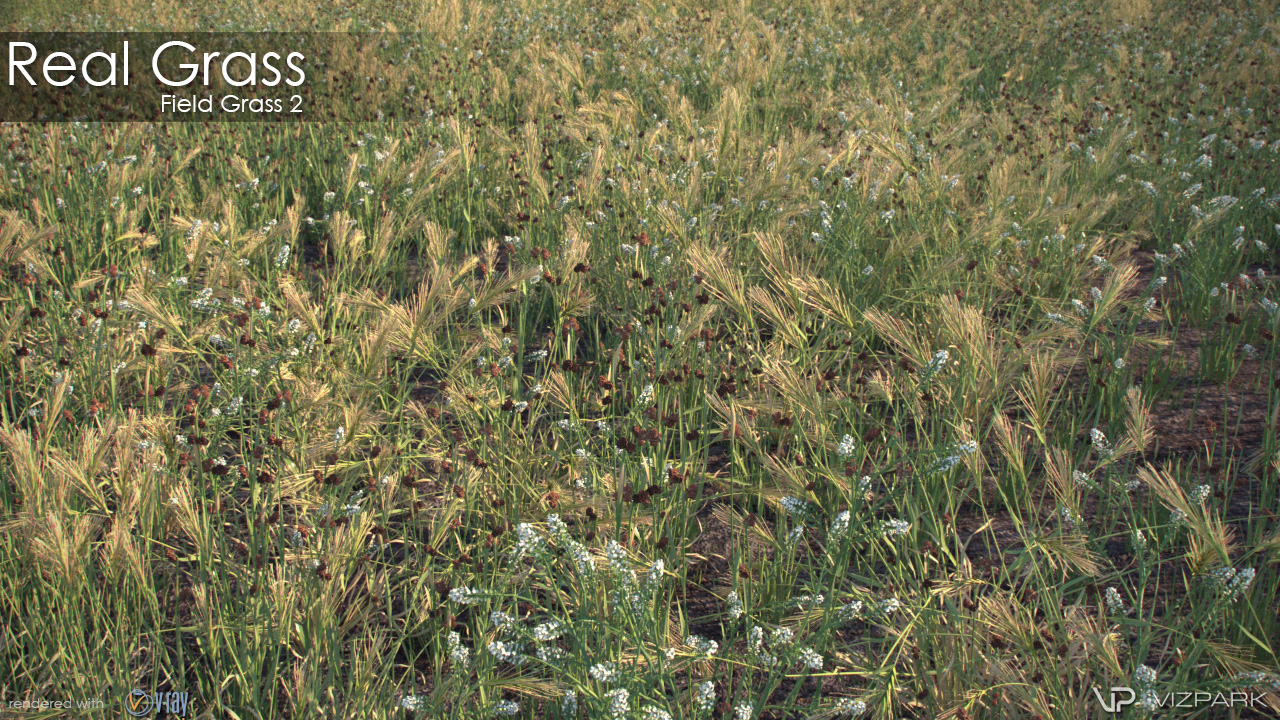 Real Grass - 3D grass models for Architectural Visualization by VIZPARK