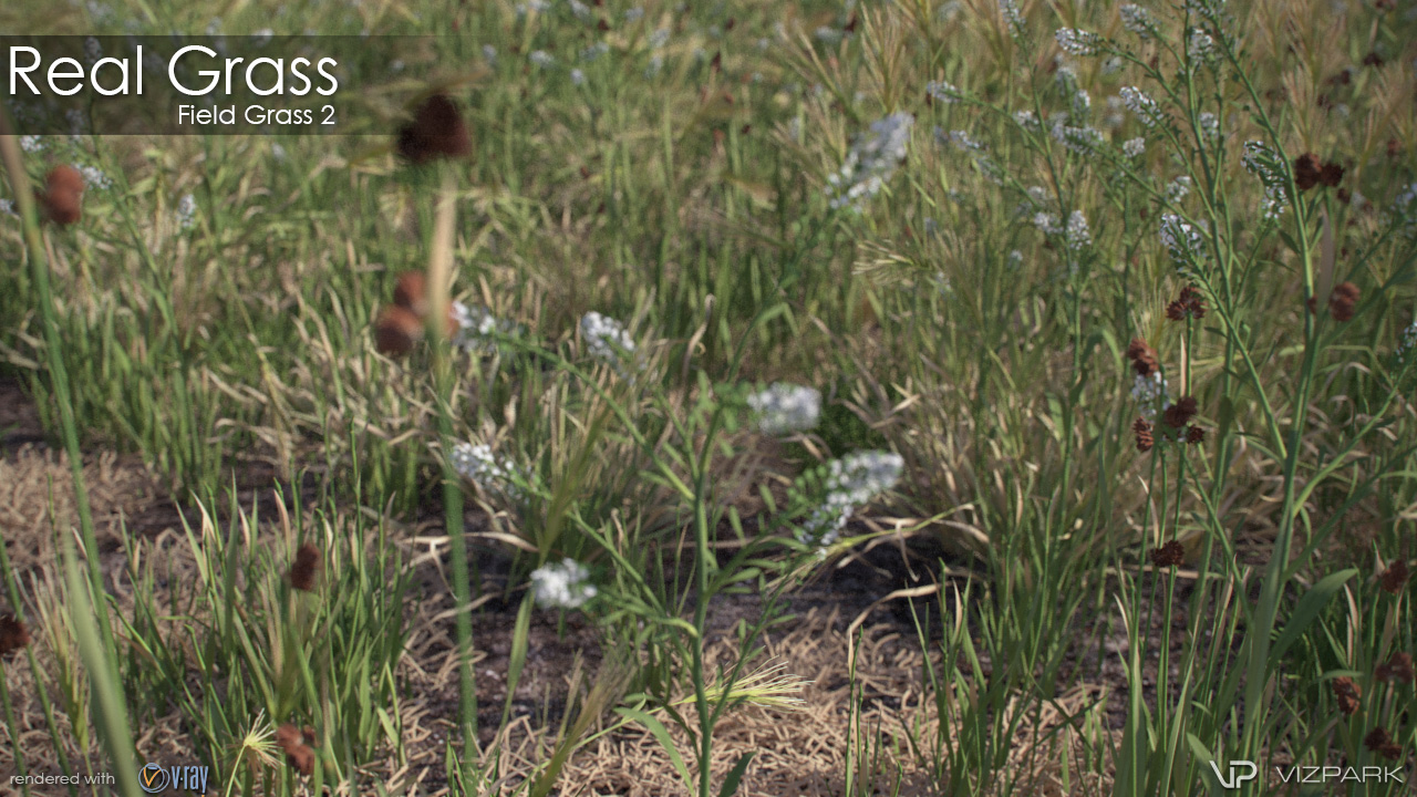Real Grass - 3D grass models for Architectural Visualization by VIZPARK
