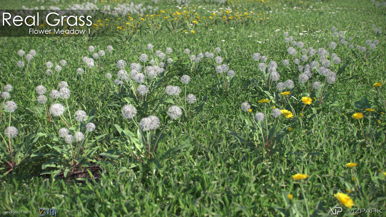 Real Grass - 3D grass models for Architectural Visualization by VIZPARK