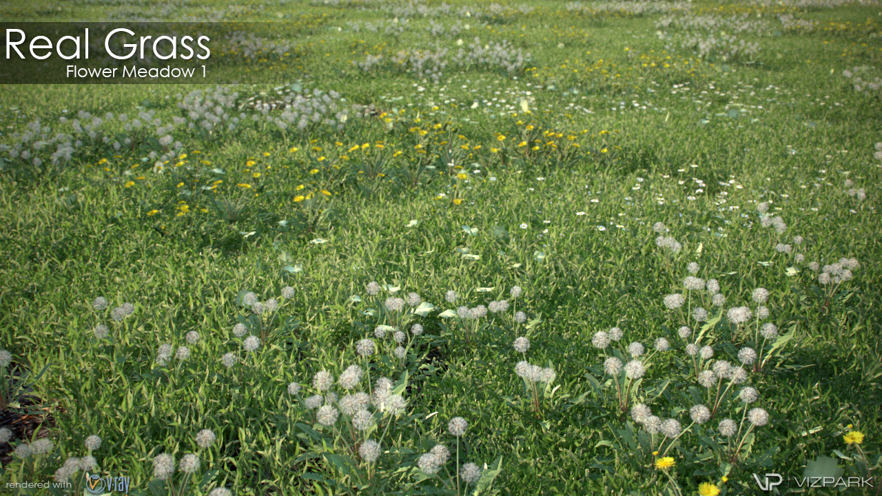 Real Grass - 3D grass models for Architectural Visualization by VIZPARK