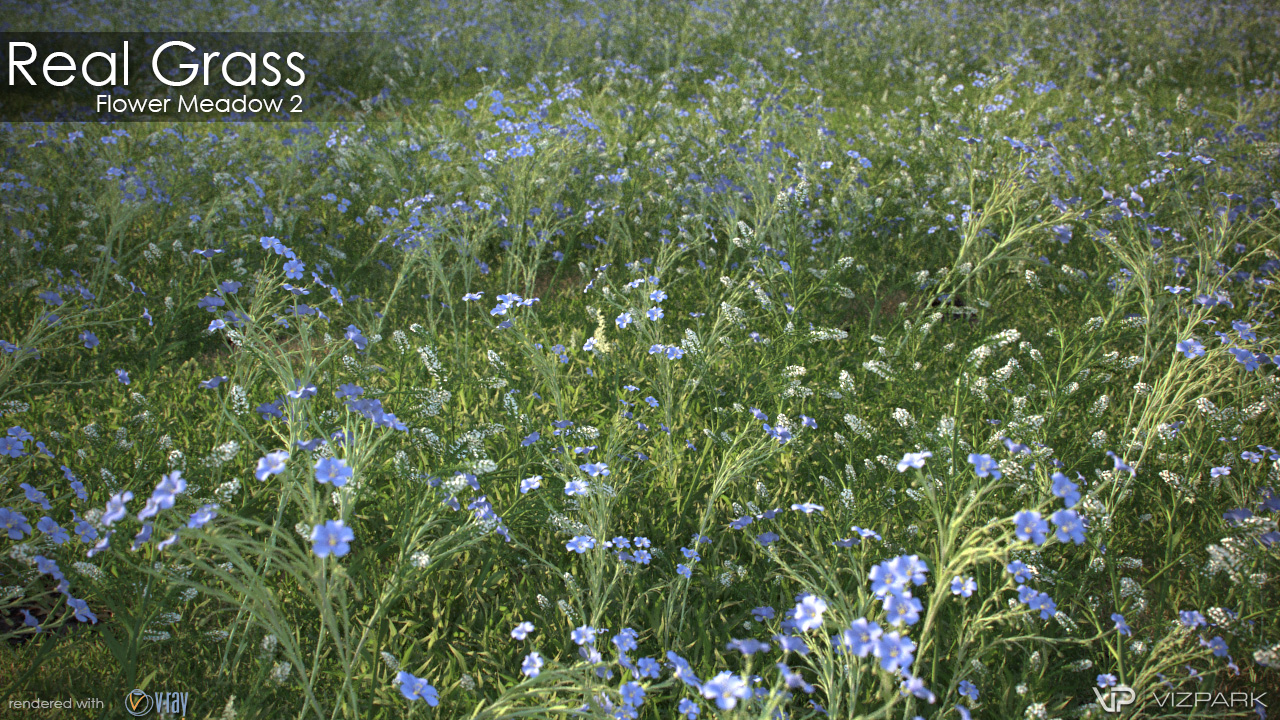 Real Grass - 3D grass models for Architectural Visualization by VIZPARK