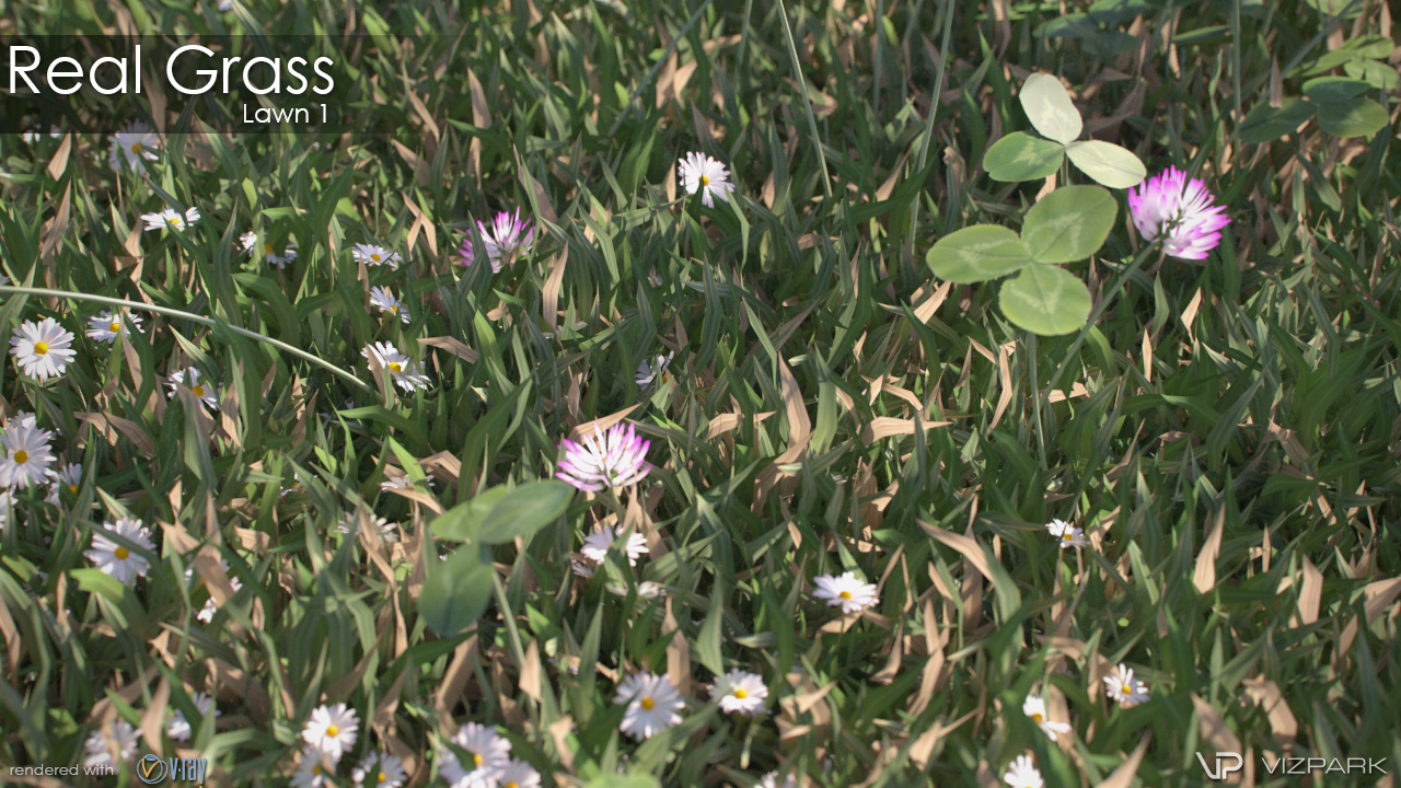 Real Grass - 3D grass models for Architectural Visualization by VIZPARK
