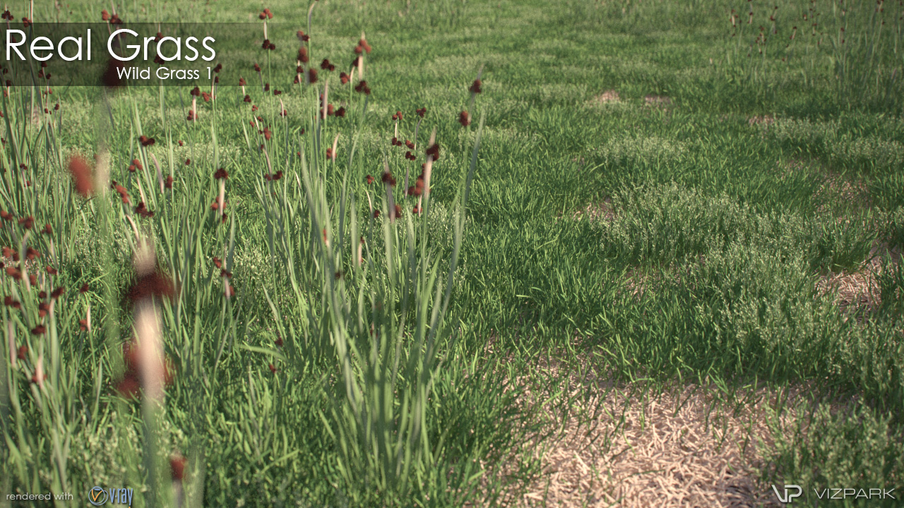 Real Grass - 3D grass models for Architectural Visualization by VIZPARK