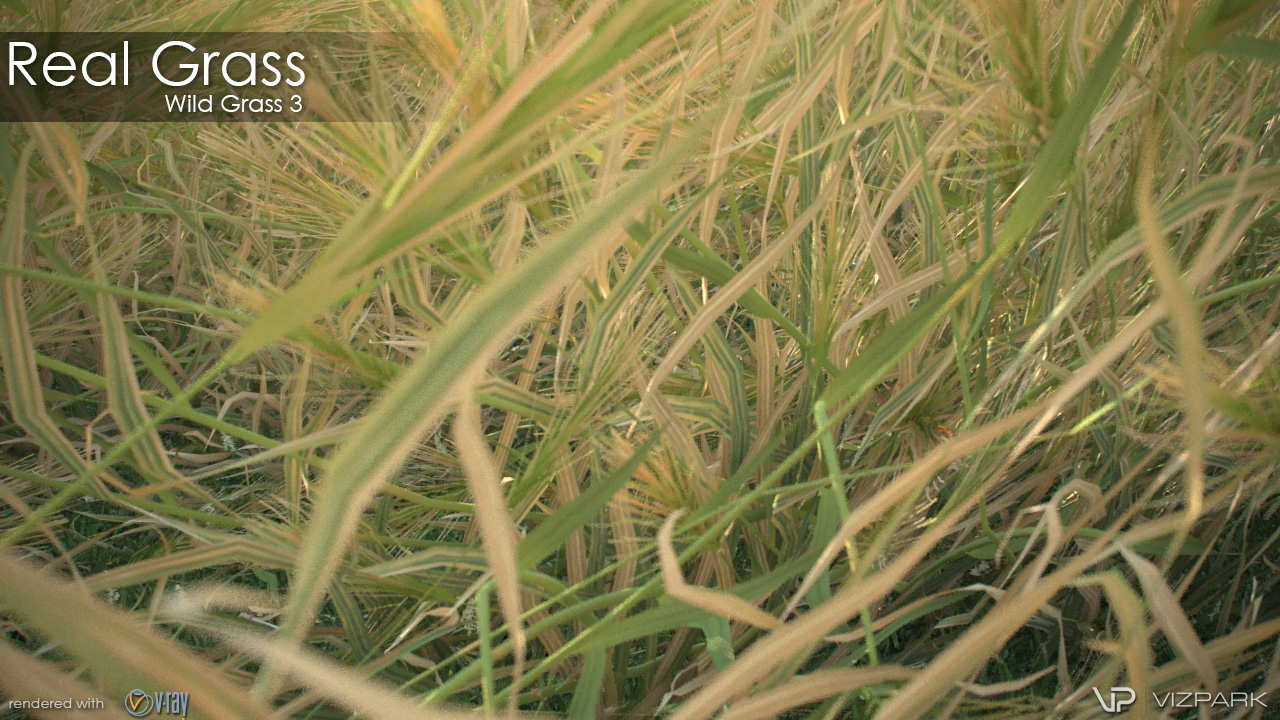 Real Grass - 3D grass models for Architectural Visualization by VIZPARK