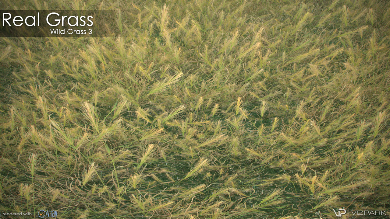 Real Grass - 3D grass models for Architectural Visualization by VIZPARK