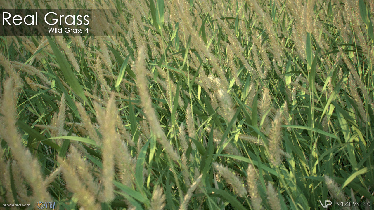 Real Grass - 3D grass models for Architectural Visualization by VIZPARK