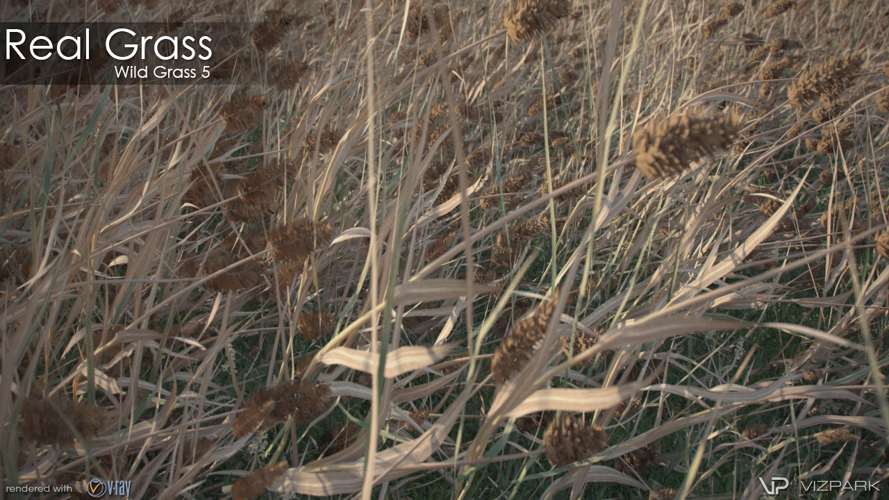 Real Grass - 3D grass models for Architectural Visualization by VIZPARK