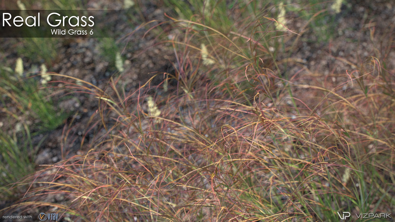 Real Grass - 3D grass models for Architectural Visualization by VIZPARK