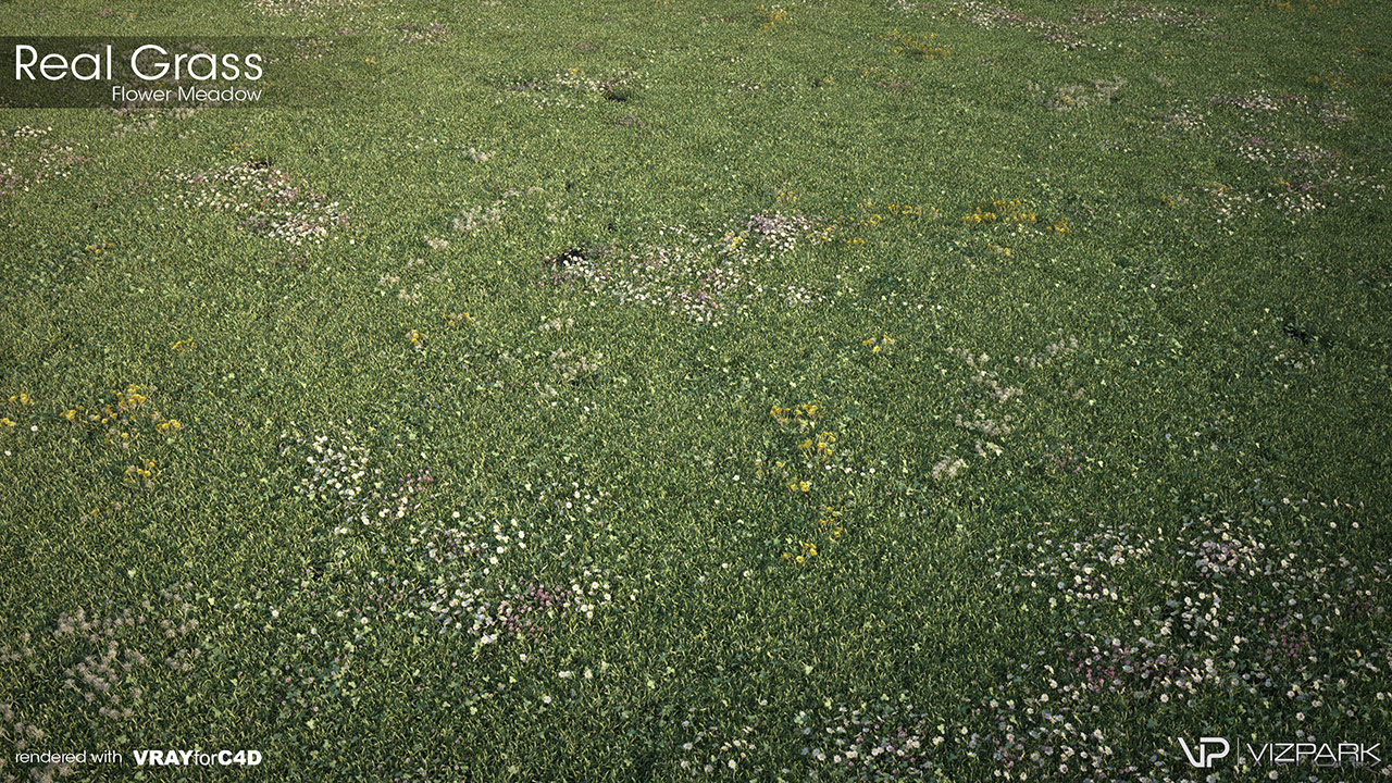 Real Grass - 3D grass models for Architectural Visualization by VIZPARK