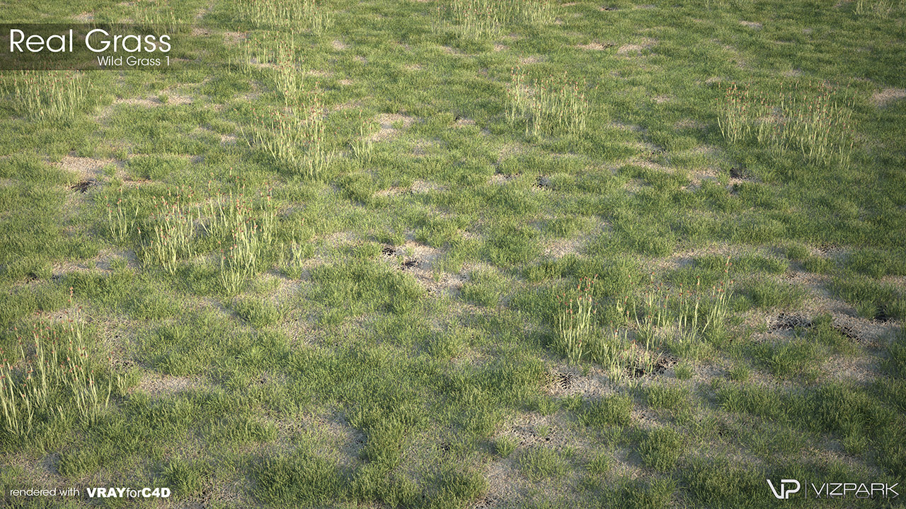 Real Grass - 3D grass models for Architectural Visualization by VIZPARK