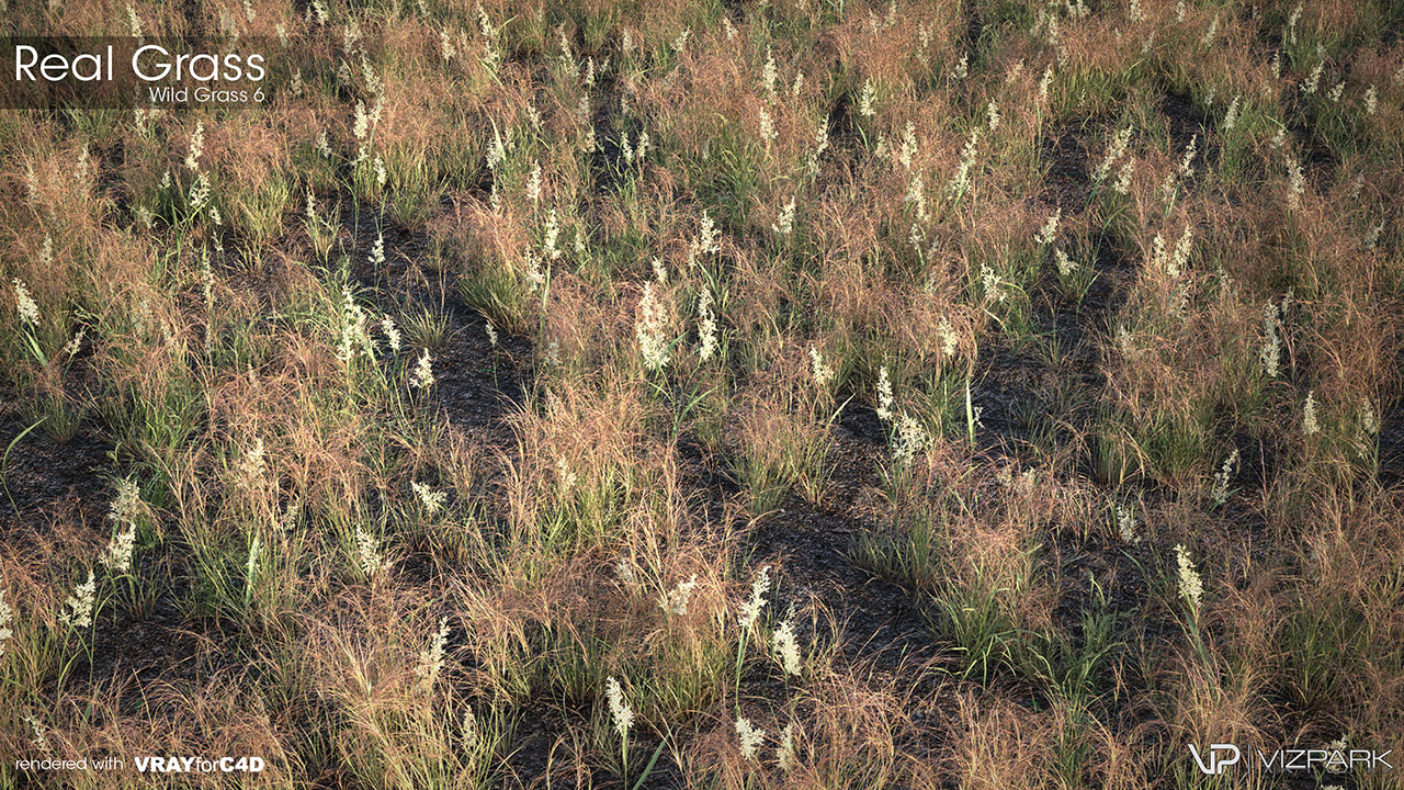 Real Grass - 3D grass models for Architectural Visualization by VIZPARK
