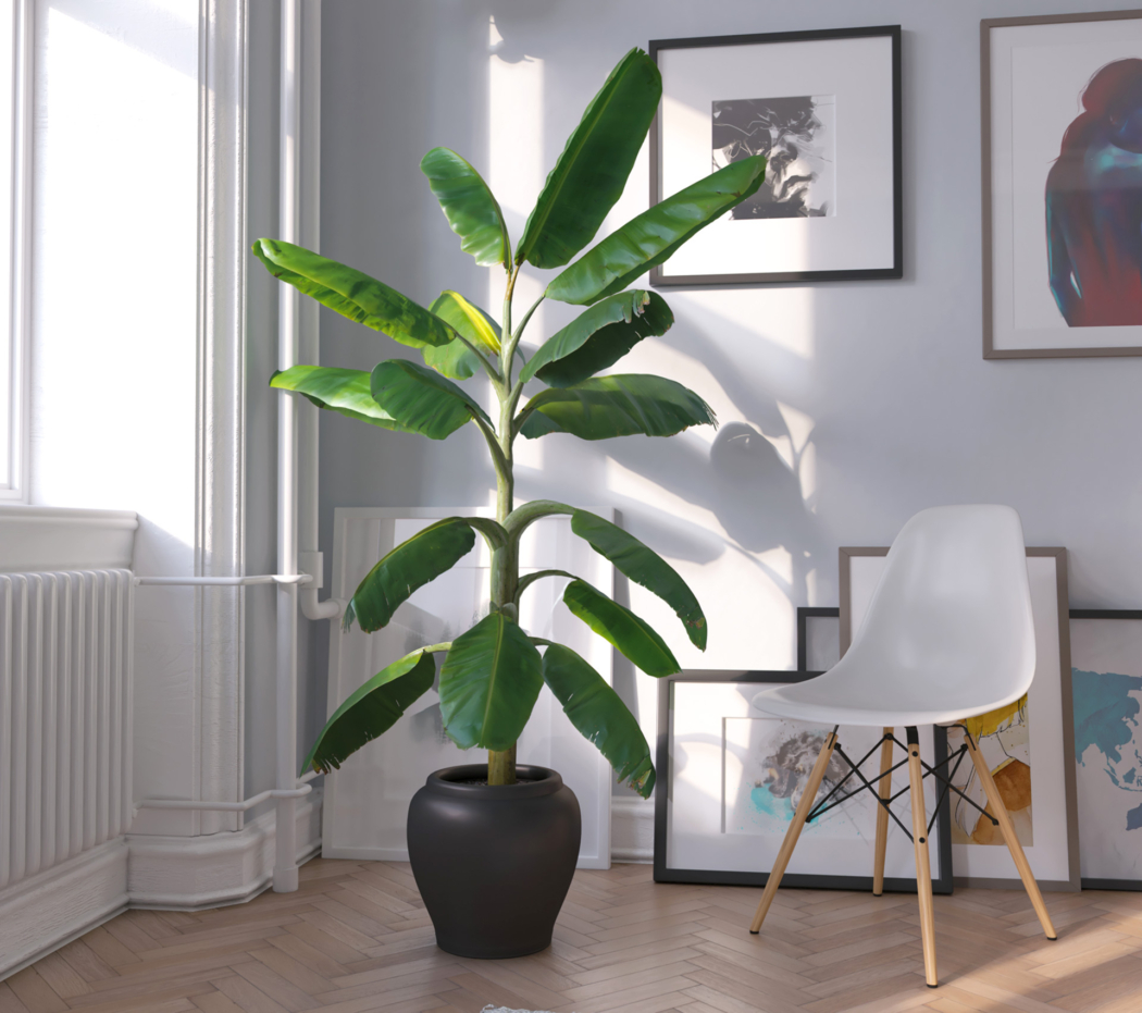Interior Plants 3D models for realistic architectural visualization