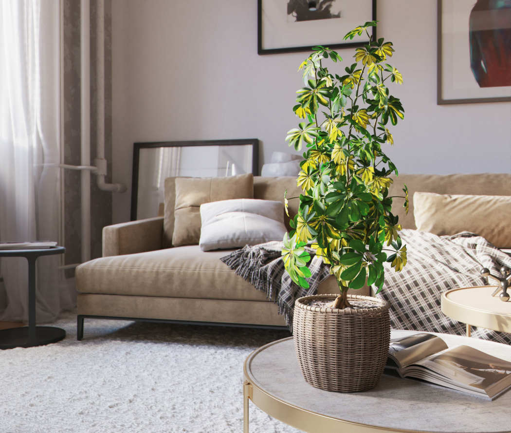 Interior Plants 3D models for realistic architectural visualization