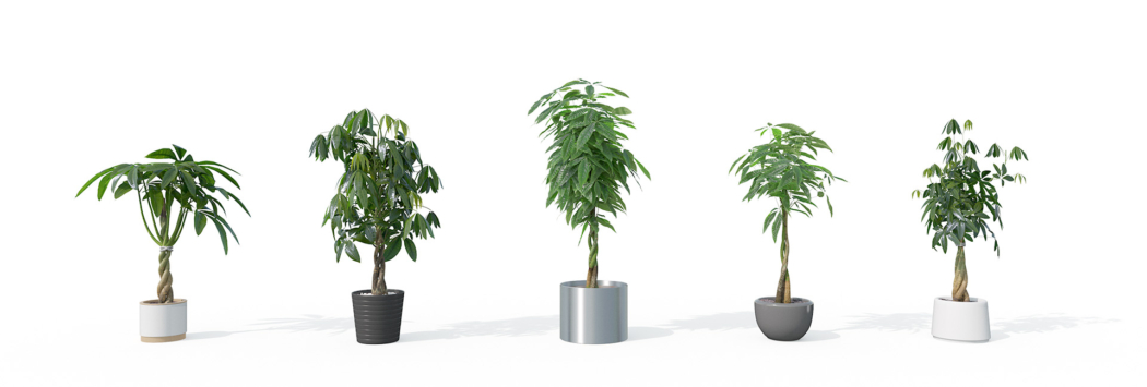 Interior Plants 3D models for realistic architectural visualization