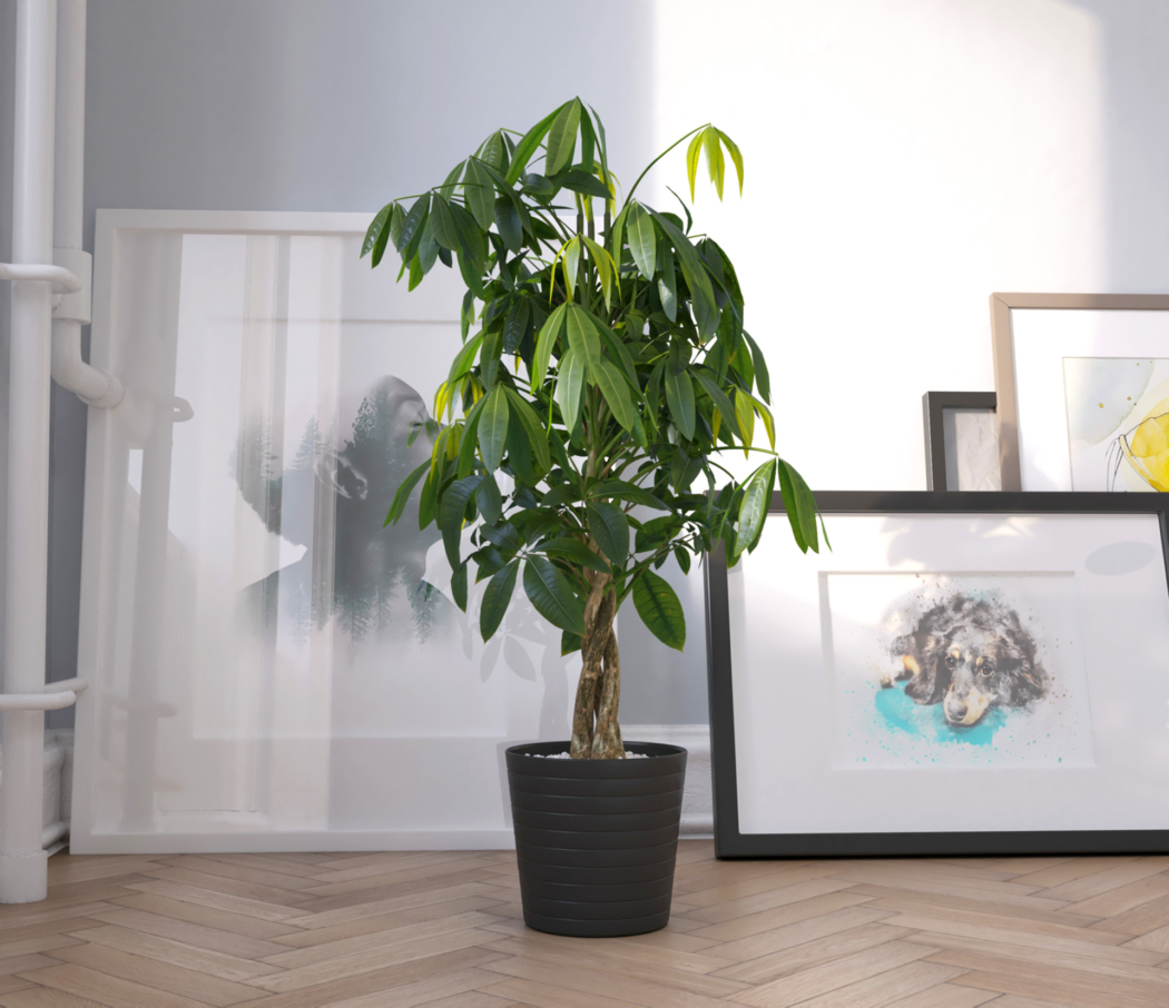 Interior Plants 3D models for realistic architectural visualization