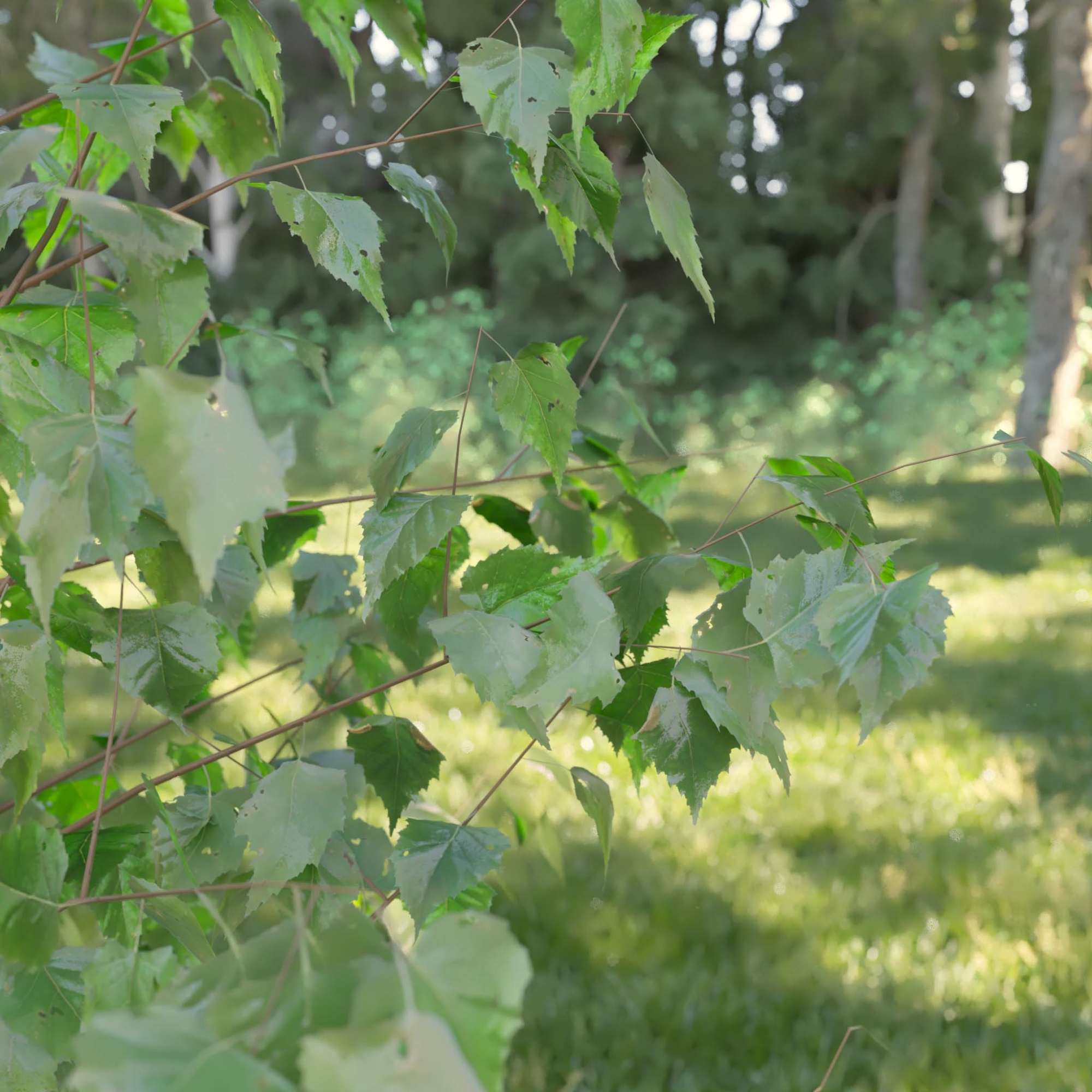 3D tree models for realistic architectural visualization