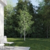 3D tree models for realistic architectural visualization