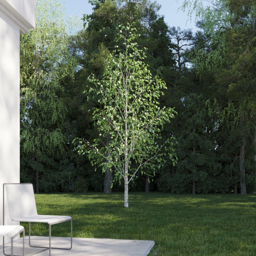 3D tree models for realistic architectural visualization
