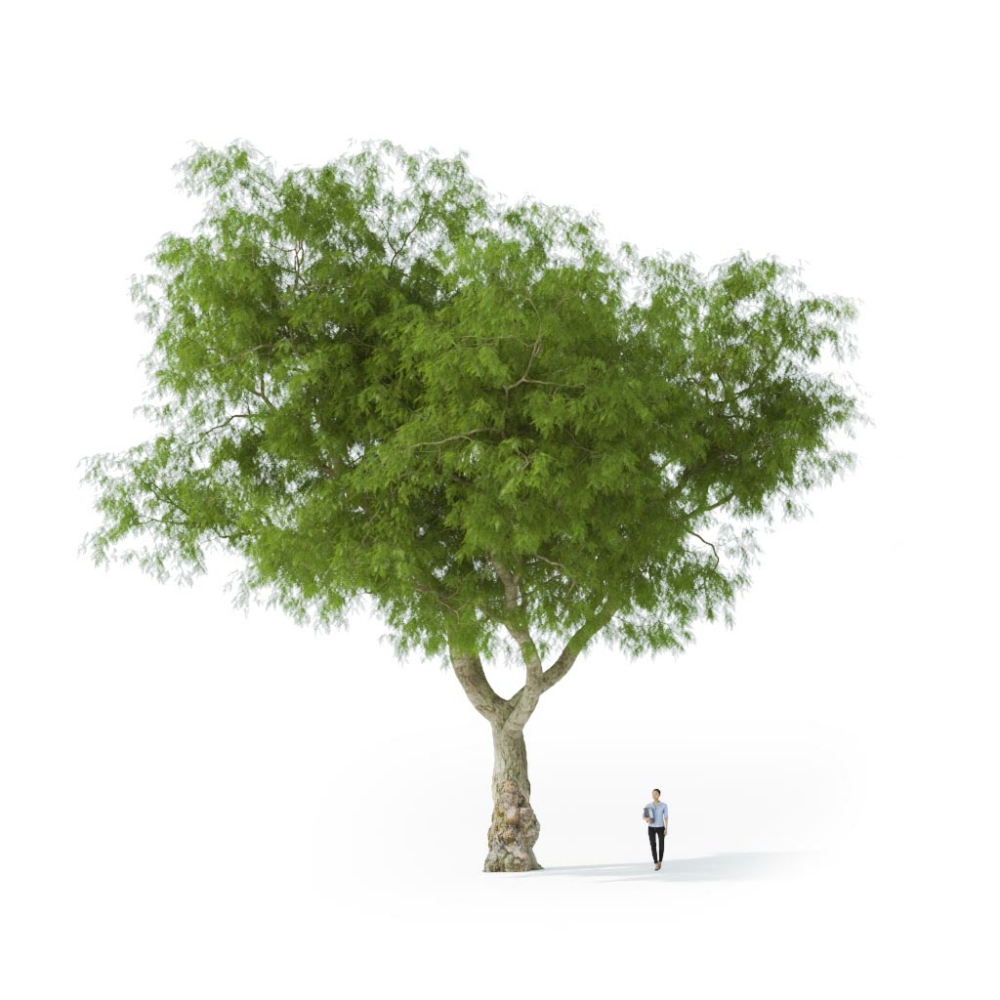 VIZPARK - High quality 3D plant models, textures and HDRIs for ArchViz