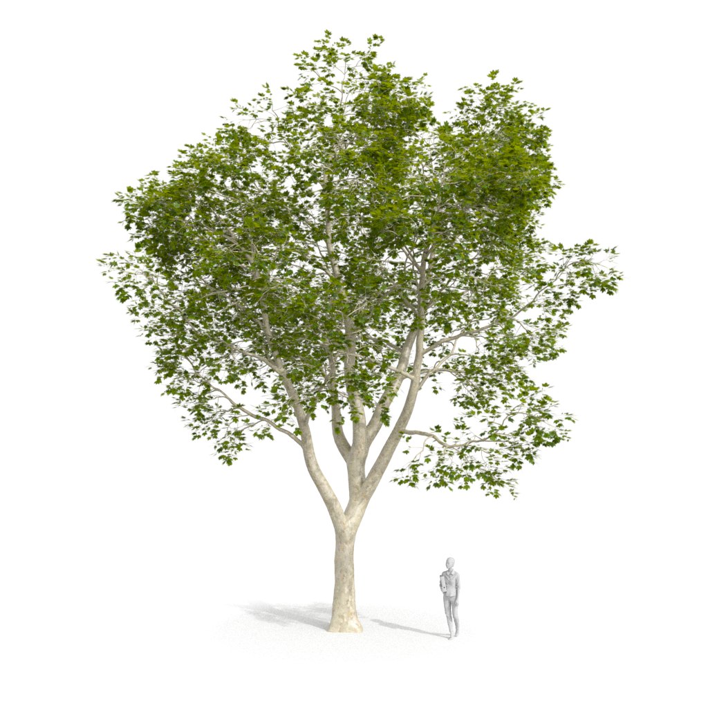 VIZPARK - High quality 3D plant models, textures and HDRIs for ArchViz