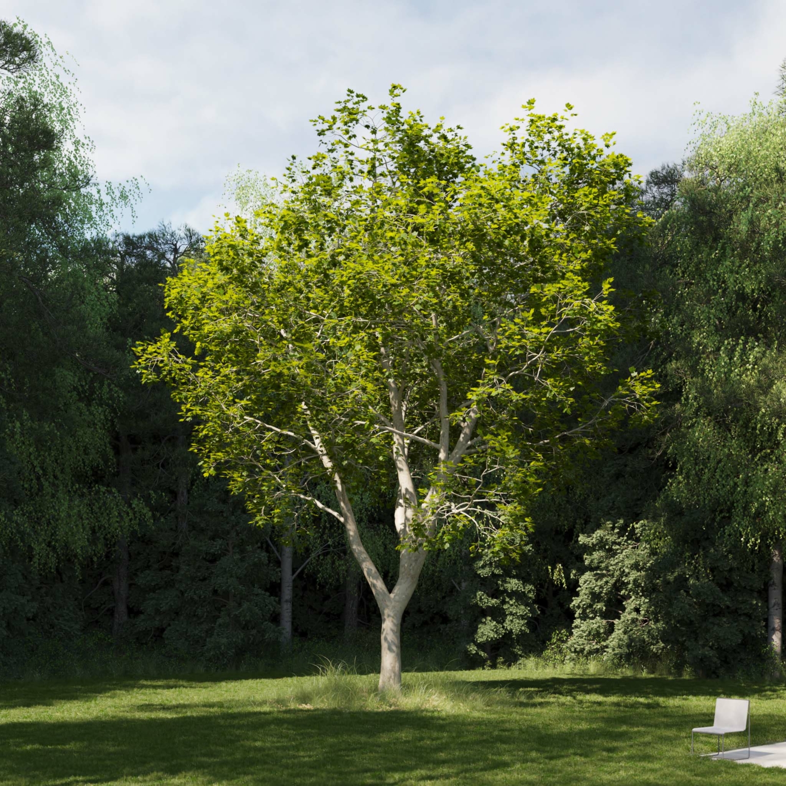 3D tree models for realistic architectural visualization