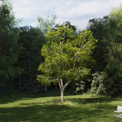 3D tree models for realistic architectural visualization