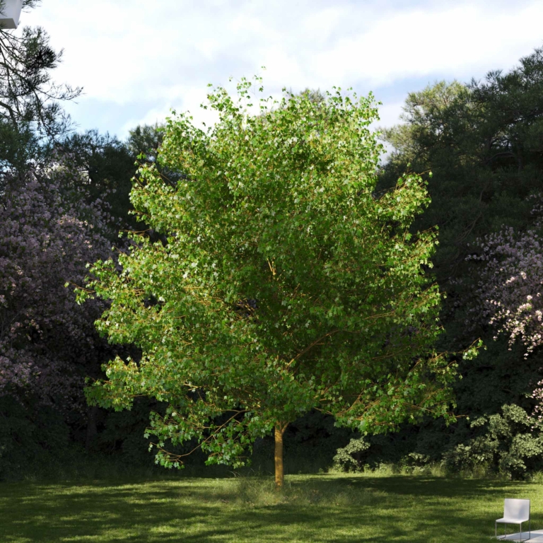 3D tree models for realistic architectural visualization